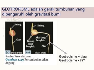 Sistem Gerak Tumbuhan | PPT