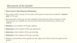 The Eye | PPT