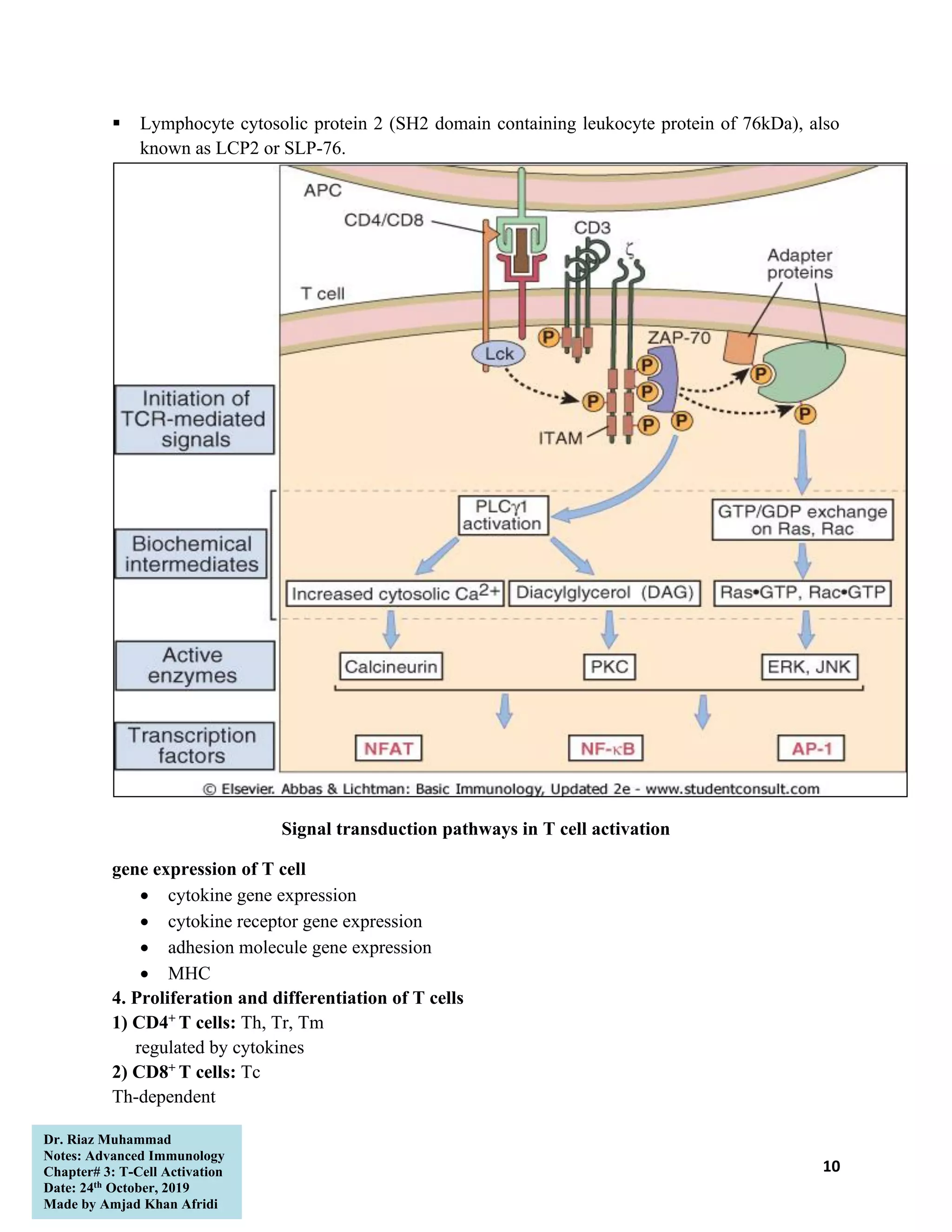 T-cell activation | PDF