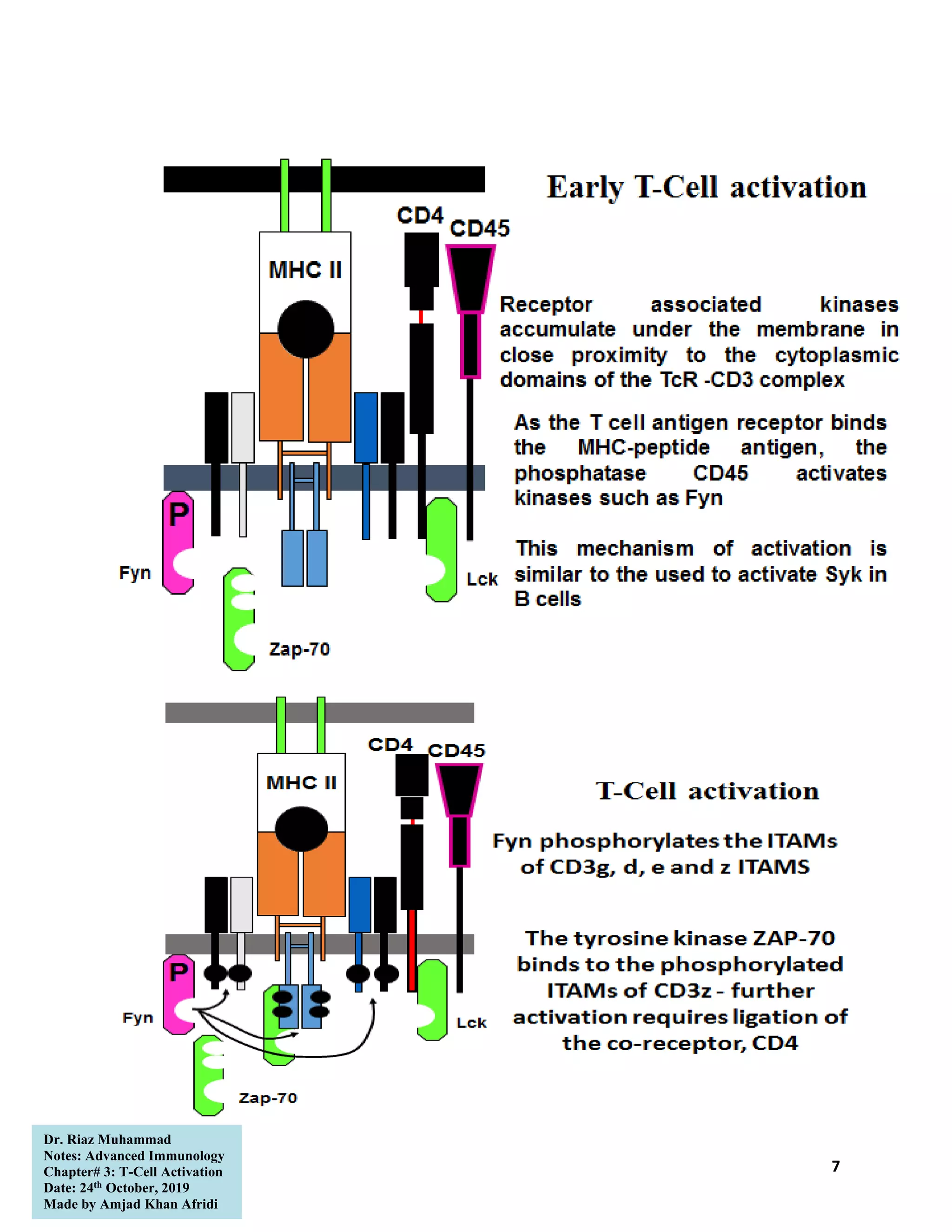 T-cell activation | PDF
