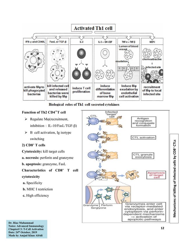 T-cell activation | PDF | Genetics | Science