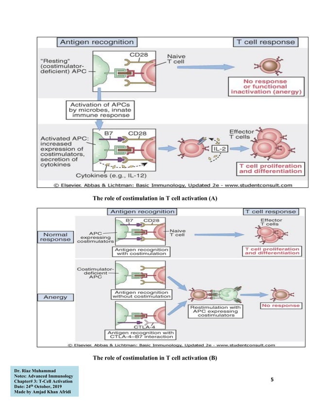 T-cell activation | PDF | Genetics | Science