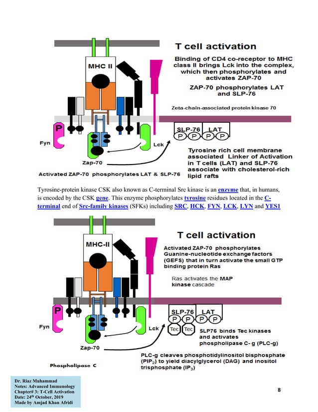 T-cell activation | PDF | Genetics | Science