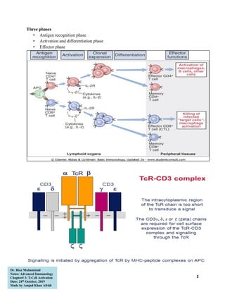T-cell activation | PDF