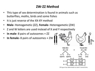 Sex determination in animals | PPTX