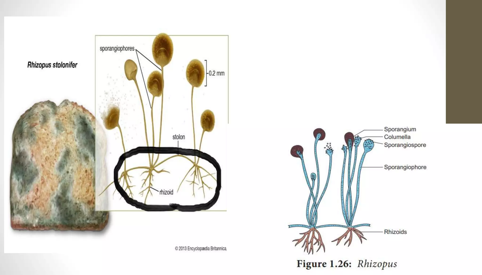General characters of fungi | PPTX
