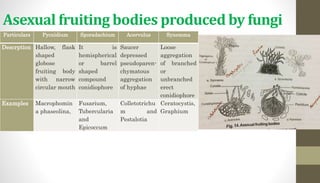 General characters of fungi | PPTX