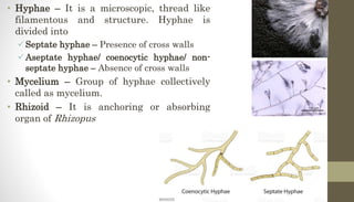 General characters of fungi | PPTX