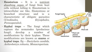General characters of fungi | PPTX
