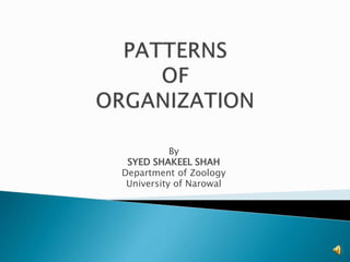3. patterns of organization | PPTX