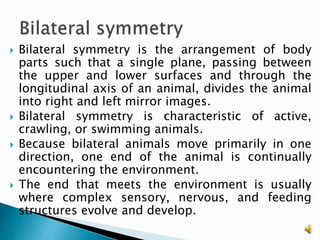 3. patterns of organization | PPTX