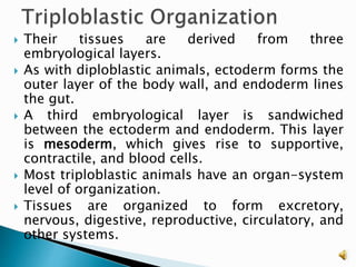 3. patterns of organization | PPTX