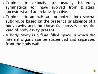 3. patterns of organization | PPTX