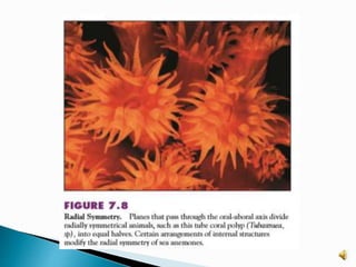 3. patterns of organization | PPTX