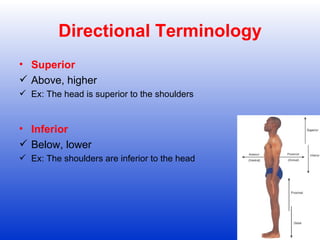 3.%20 Structural%20 Kinesiology | PPT