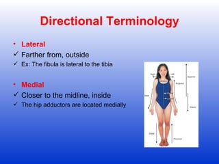 3.%20 Structural%20 Kinesiology | PPT