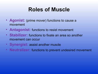 3.%20 Structural%20 Kinesiology | PPT