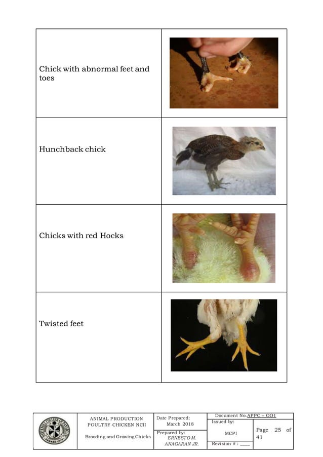3. brood and grow chicks cblm | DOC