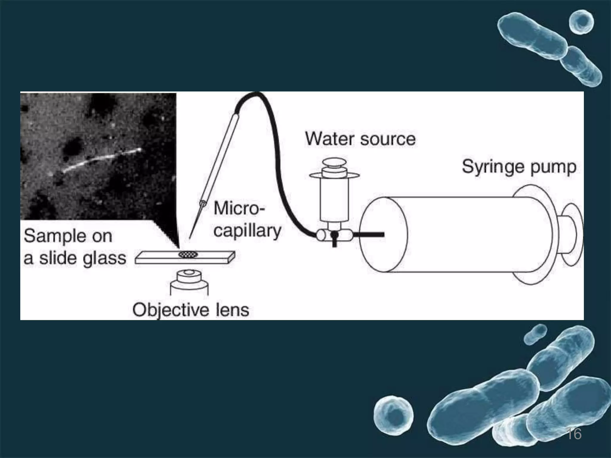 3. isolation of Bacterial culture | PPTX