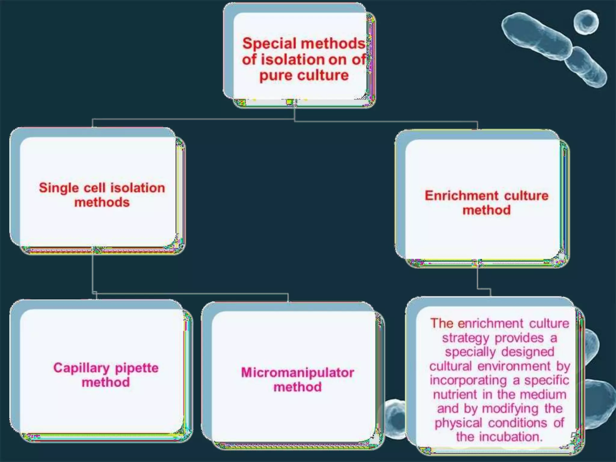 3. isolation of Bacterial culture | PPTX