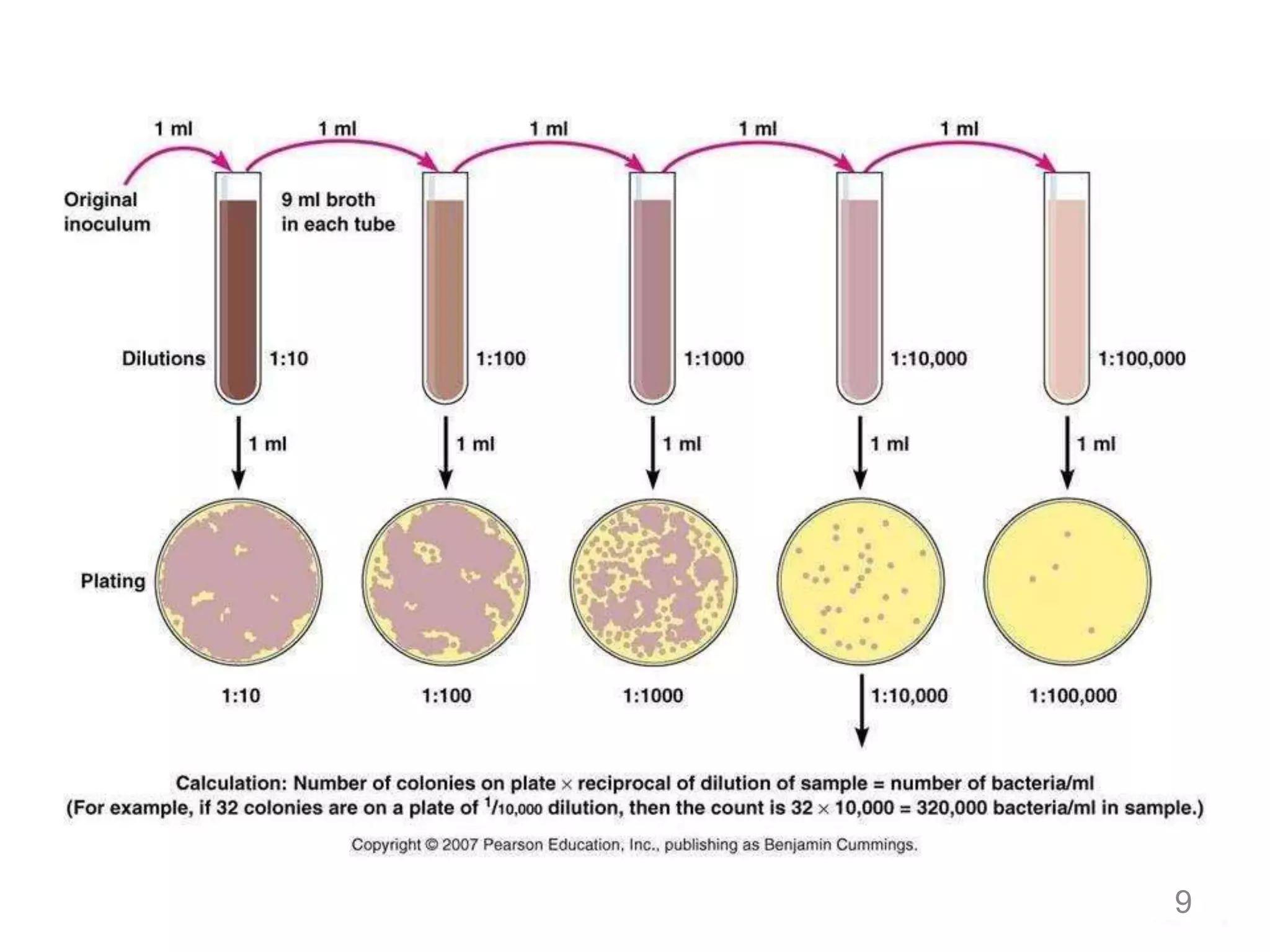 3. isolation of Bacterial culture | PPTX