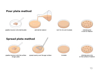 3. isolation of Bacterial culture | PPTX