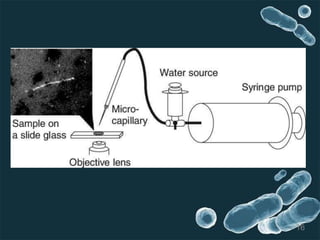3. isolation of Bacterial culture | PPTX | Biological Sciences | Science