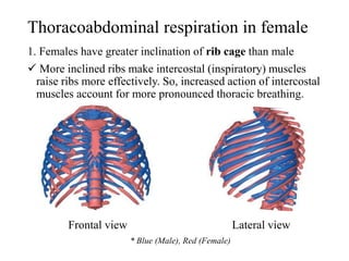 Anatomical basis for respiration in female Vs male | PPTX