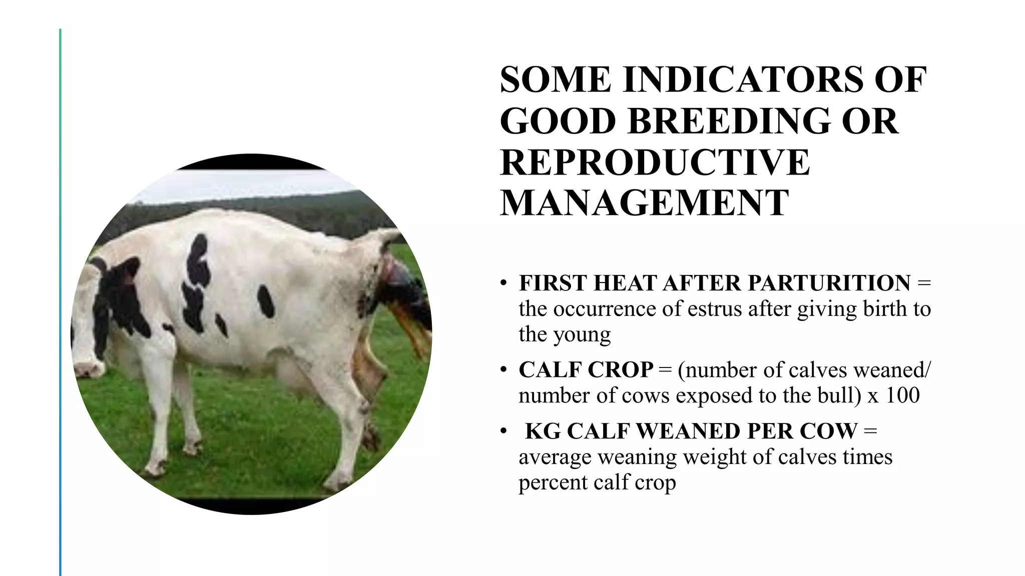 BEEF CATTLE PRODUCTION | PDF