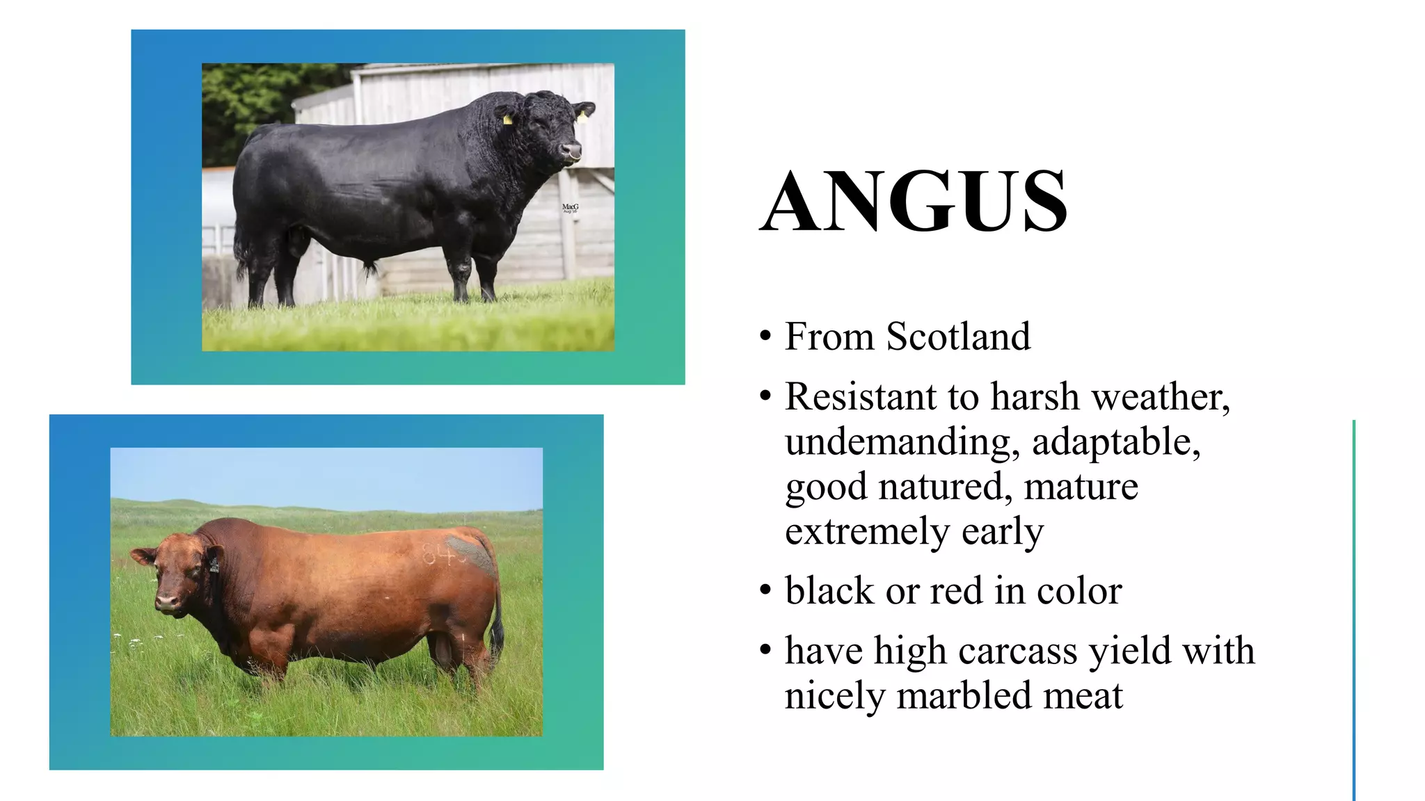 BEEF CATTLE PRODUCTION | PDF