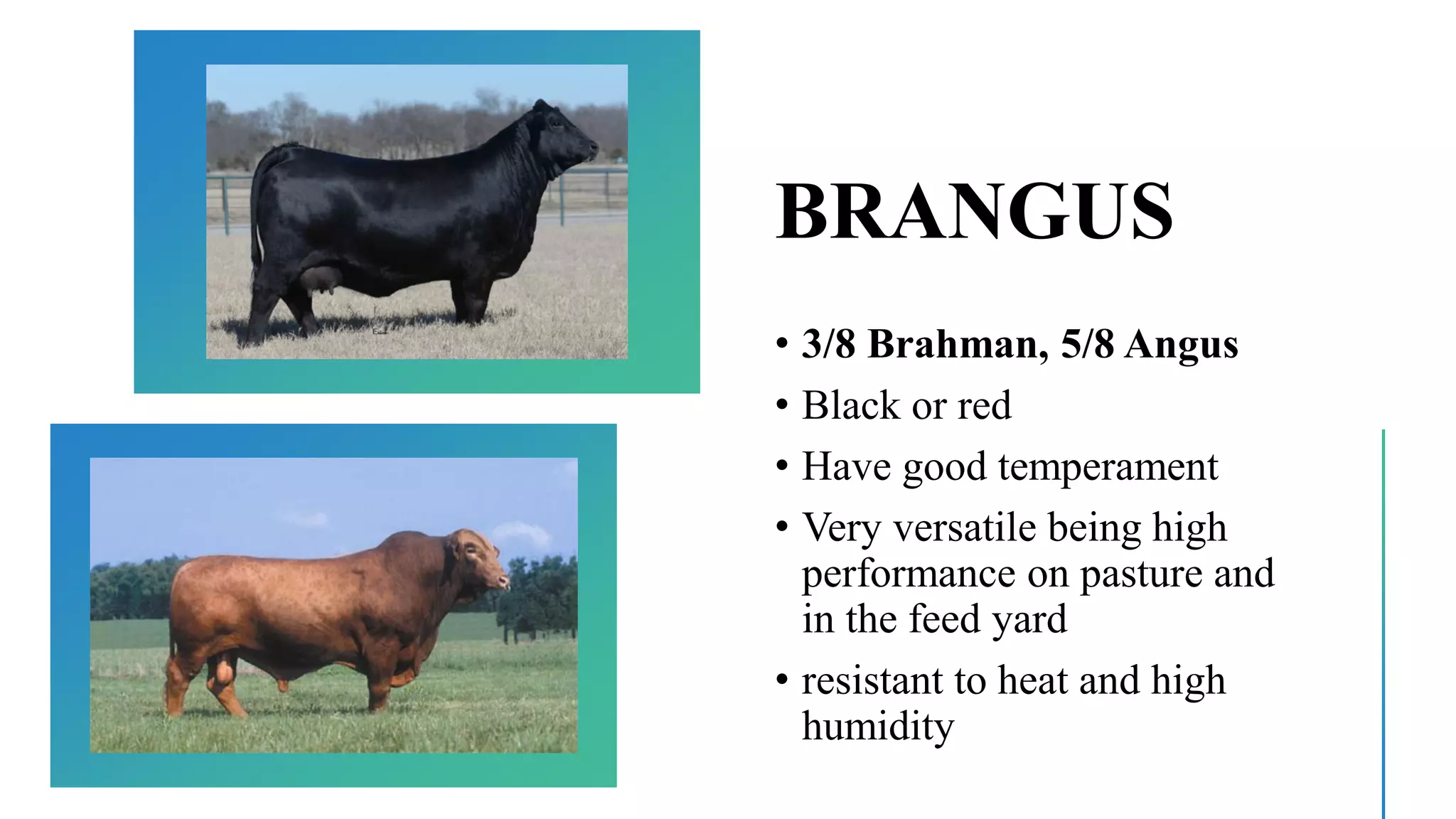 BEEF CATTLE PRODUCTION | PDF