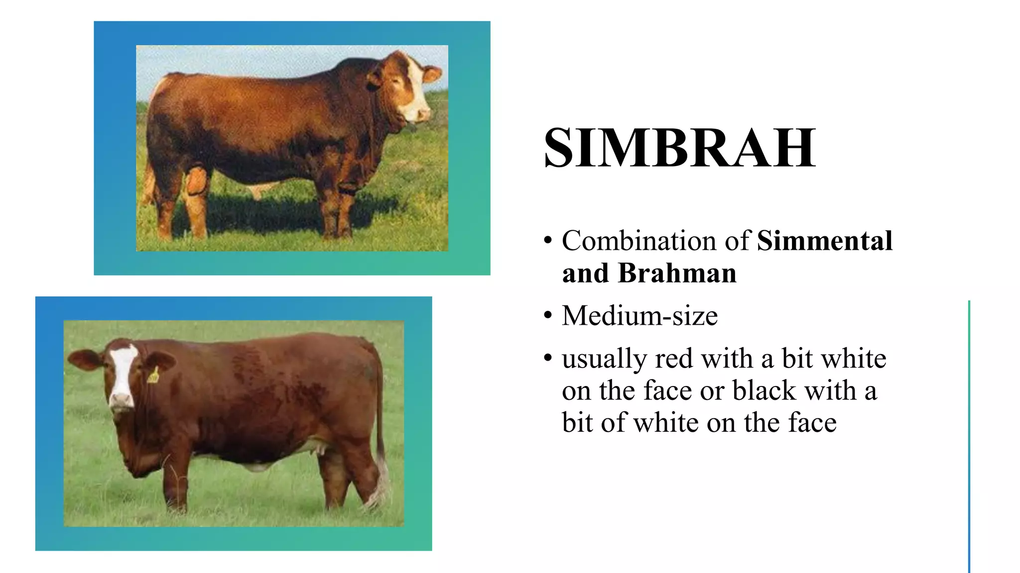 BEEF CATTLE PRODUCTION | PDF