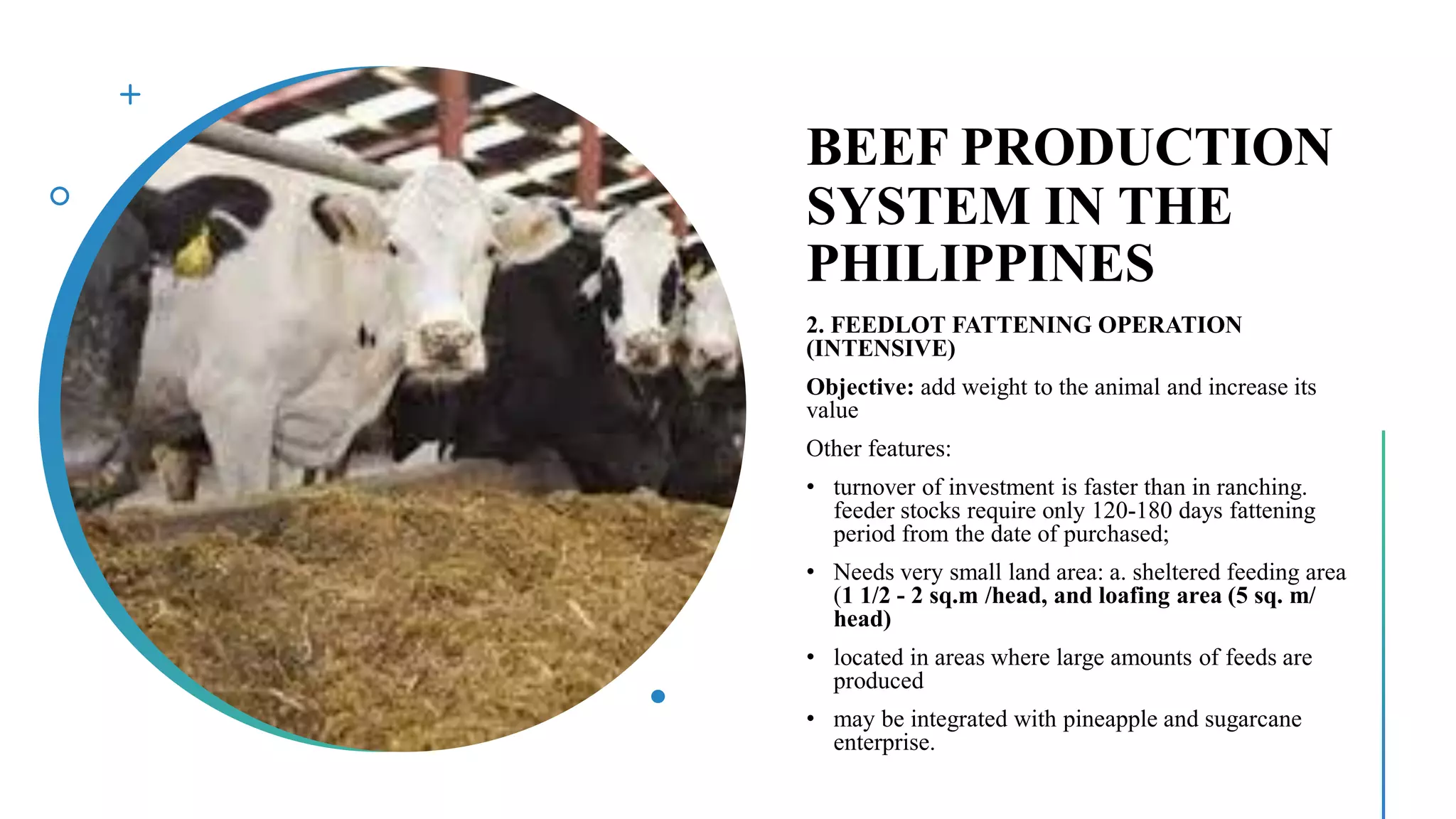 BEEF CATTLE PRODUCTION | PDF