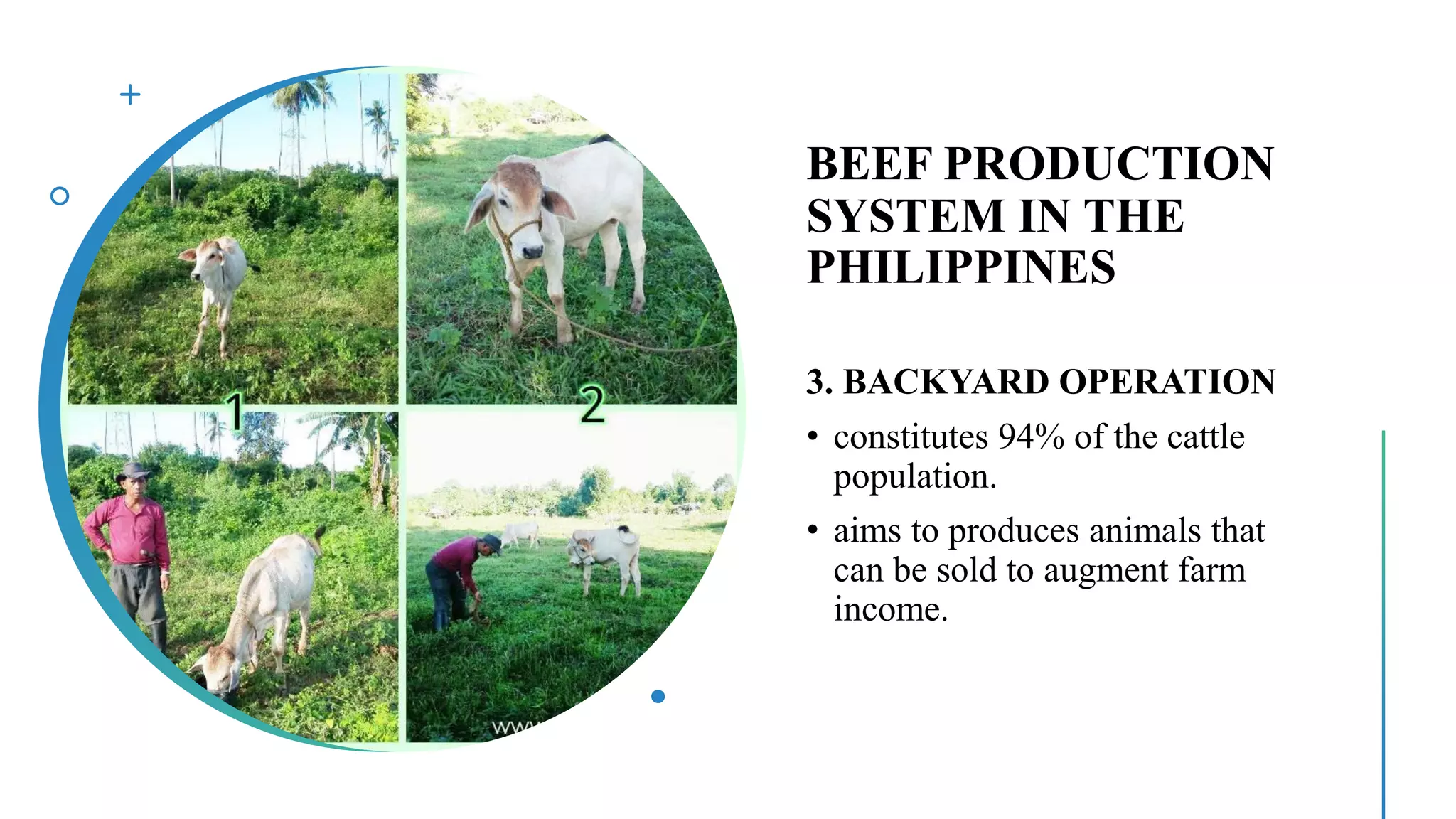 BEEF CATTLE PRODUCTION | PDF
