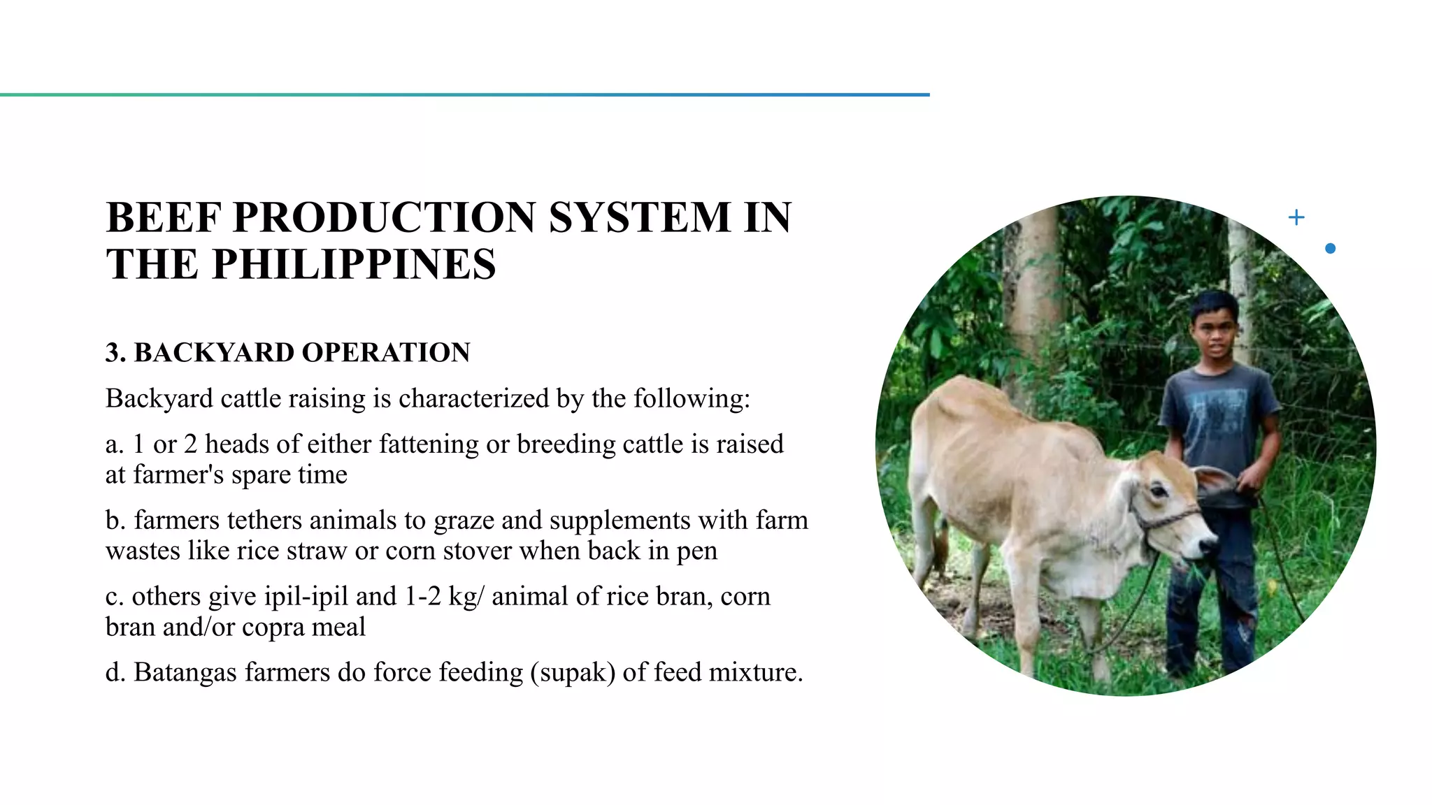 BEEF CATTLE PRODUCTION | PDF