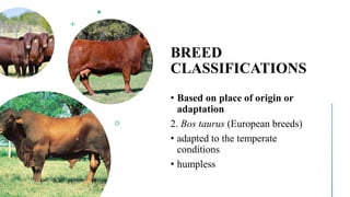 BEEF CATTLE PRODUCTION | PDF