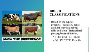 BEEF CATTLE PRODUCTION | PDF