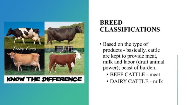 BEEF CATTLE PRODUCTION | PDF | Reproductive Health | Diseases and ...