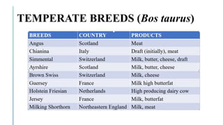 BEEF CATTLE PRODUCTION | PDF