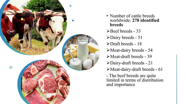 BEEF CATTLE PRODUCTION | PDF | Reproductive Health | Diseases and ...