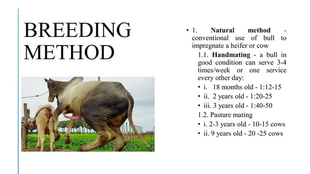 BEEF CATTLE PRODUCTION | PDF | Reproductive Health | Diseases and ...