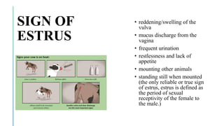 BEEF CATTLE PRODUCTION | PDF