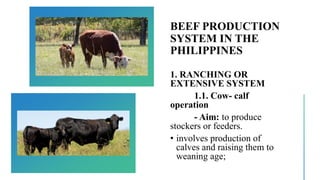 BEEF CATTLE PRODUCTION | PDF