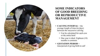 BEEF CATTLE PRODUCTION | PDF
