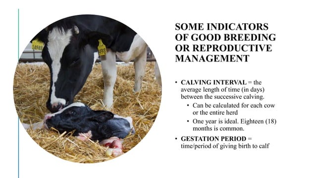 BEEF CATTLE PRODUCTION | PDF | Reproductive Health | Diseases and ...