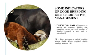 BEEF CATTLE PRODUCTION | PDF