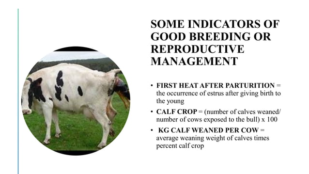 BEEF CATTLE PRODUCTION | PDF | Reproductive Health | Diseases and ...