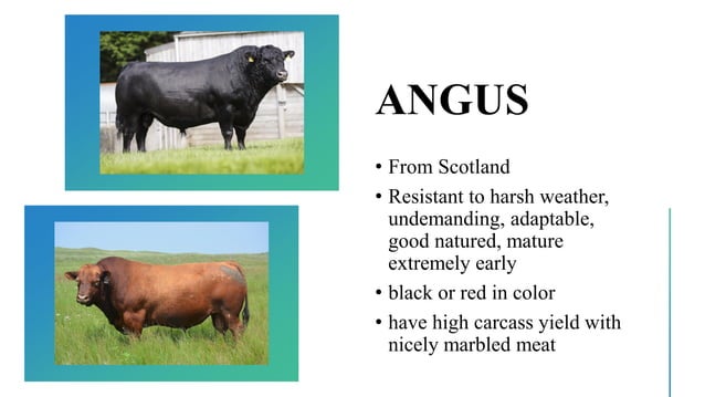 BEEF CATTLE PRODUCTION | PDF | Reproductive Health | Diseases and ...