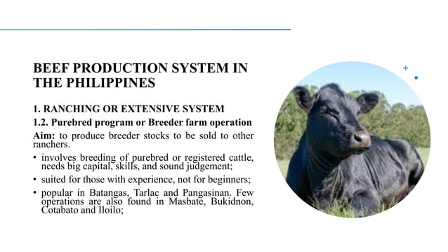 BEEF CATTLE PRODUCTION | PDF | Reproductive Health | Diseases and ...