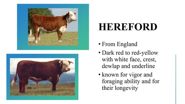 BEEF CATTLE PRODUCTION | PDF | Reproductive Health | Diseases and ...